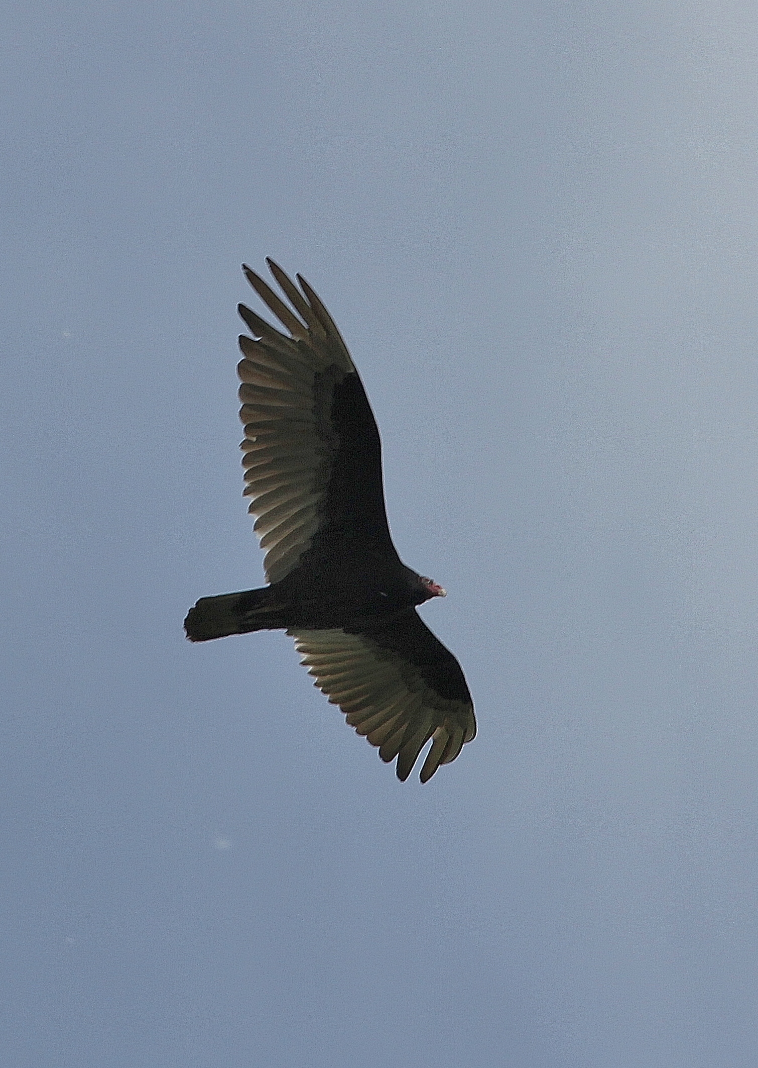 Extreme Birding: One Tree Limit – Nature is my Therapy