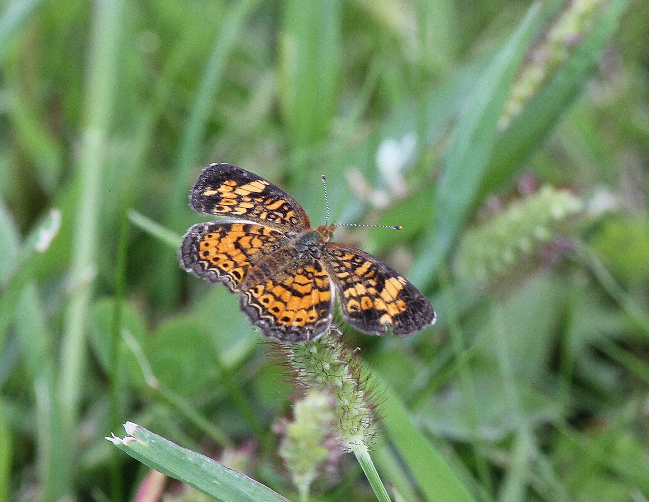 Things that Fly, Flutter, and Leap – Nature is my Therapy