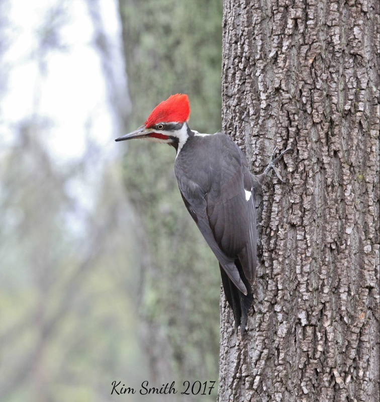 Zygodactyl Feet? Who Me? – Nature is my Therapy
