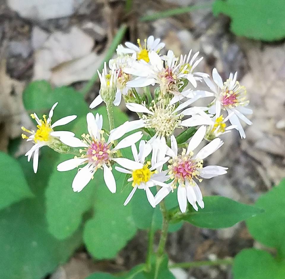 Asters are Blooming, and You Know What That Means – Nature is my Therapy