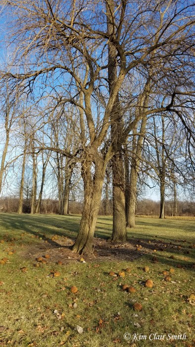 Brain Food or Useless Fruit? – Nature is my Therapy