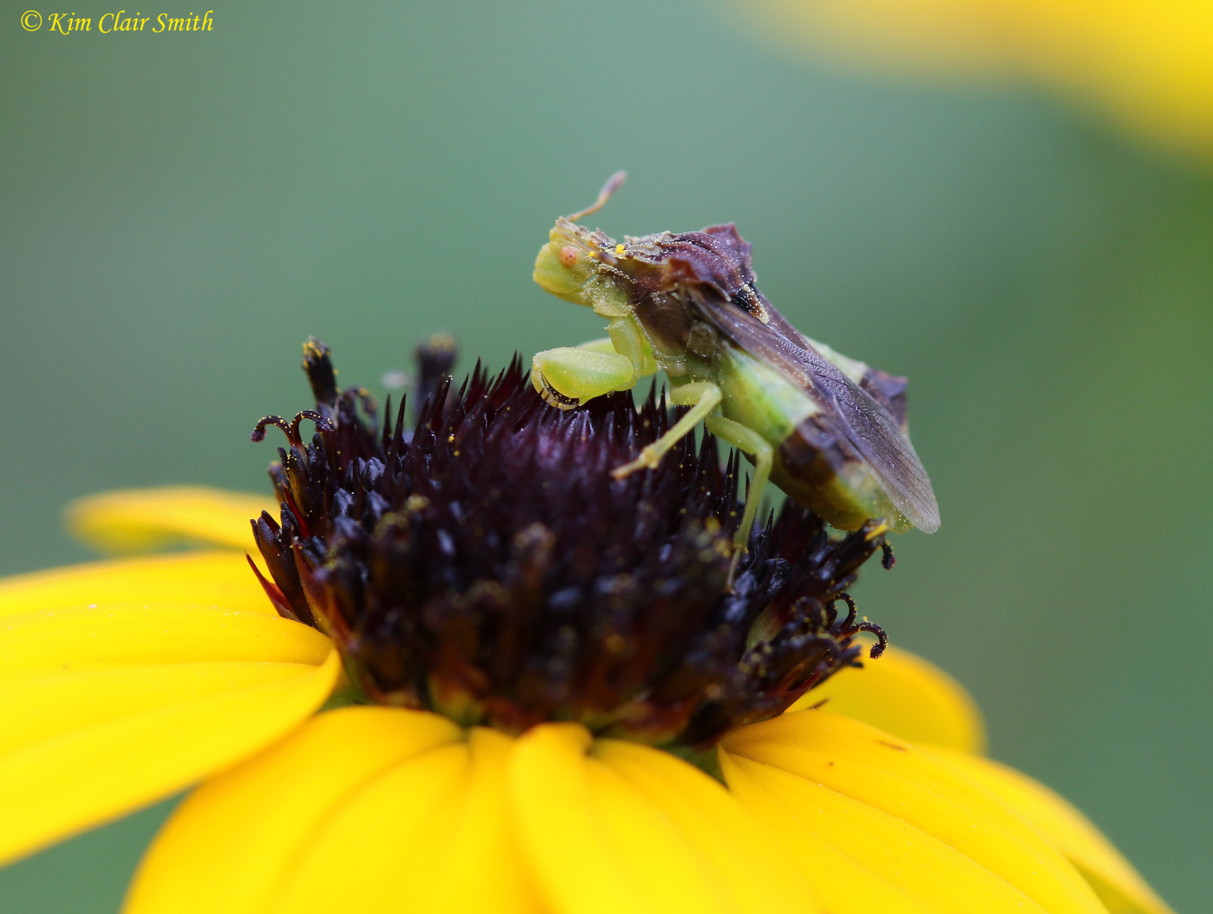 Lookout, It’s an Ambush! – Nature is my Therapy