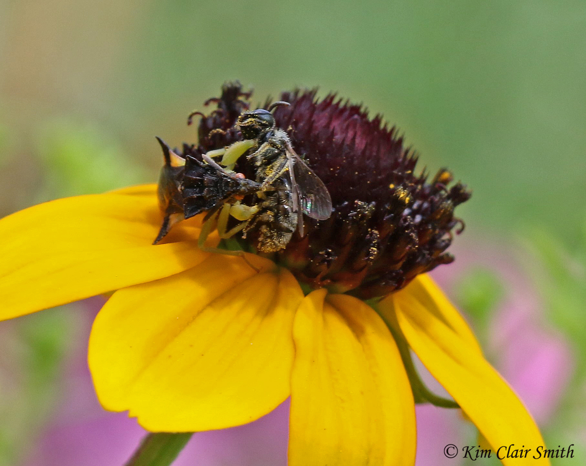 Lookout, It’s an Ambush! – Nature is my Therapy