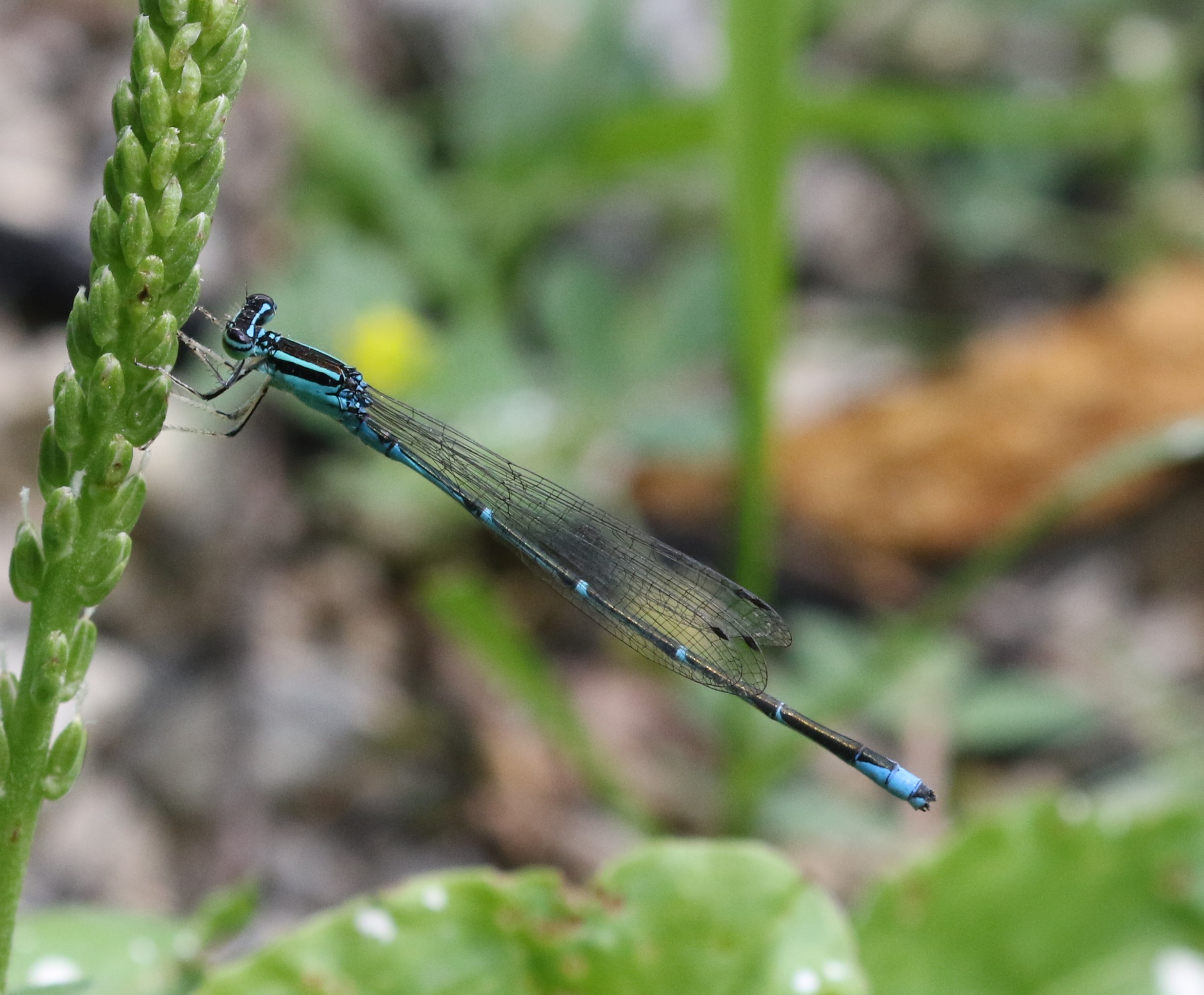 What I Learned from a Summer of Ode Monitoring – Nature is my Therapy
