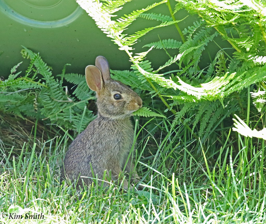 Maybe Dorothy Was Right – Nature is my Therapy