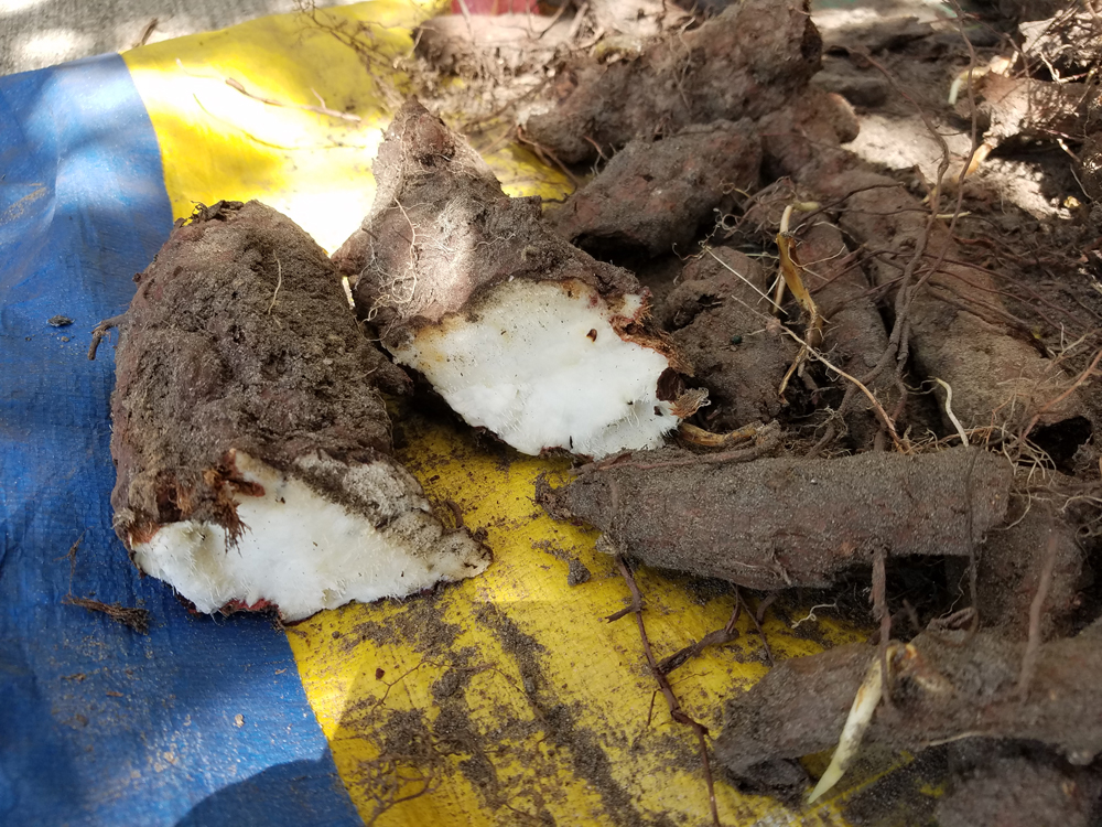 Yucca roots from one plant – blog – Nature is my Therapy