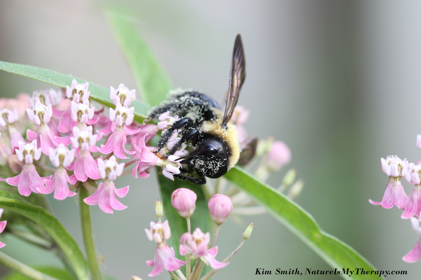 Happy World Bee Day! – Nature is my Therapy