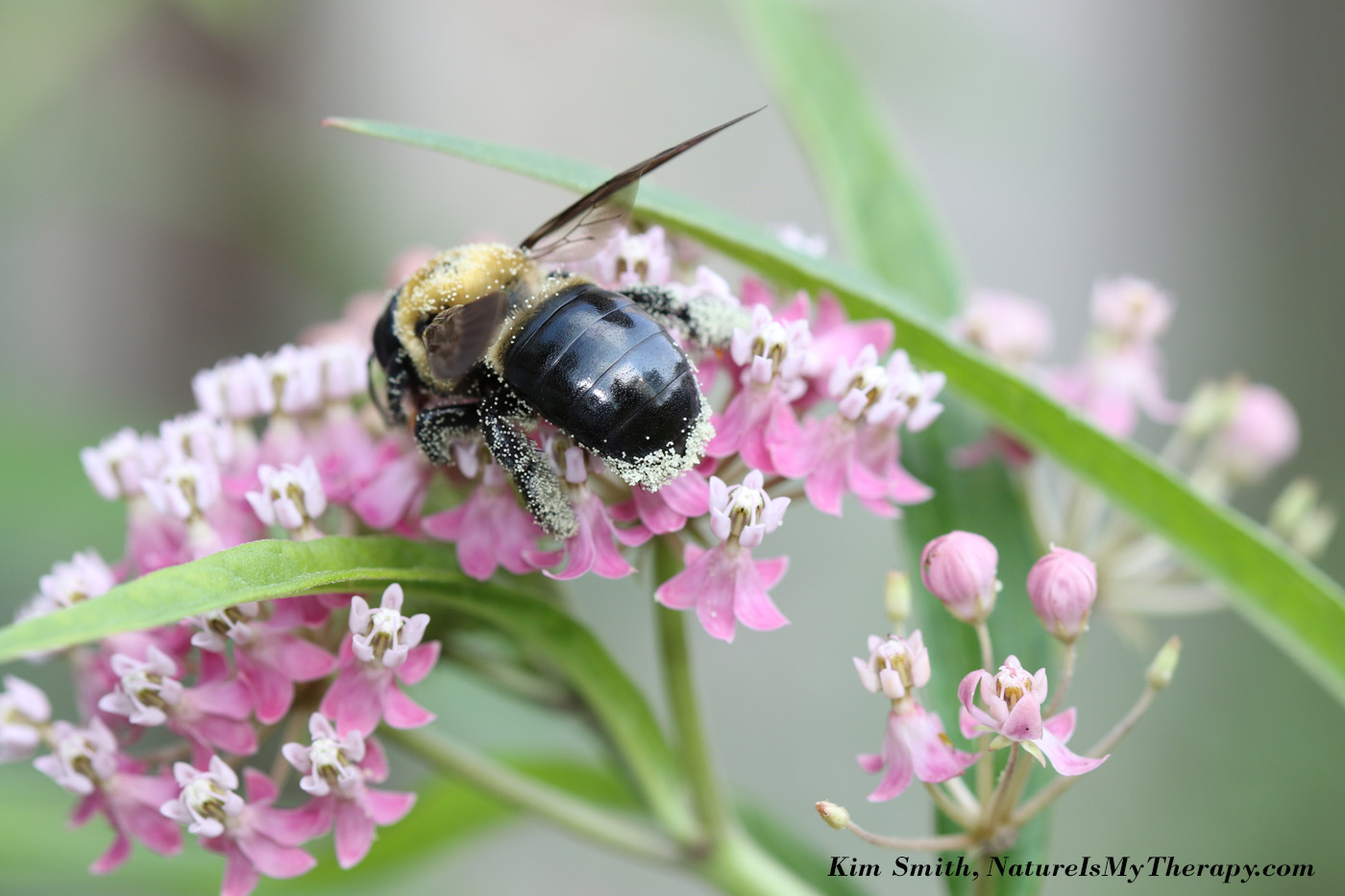 Happy World Bee Day! – Nature is my Therapy