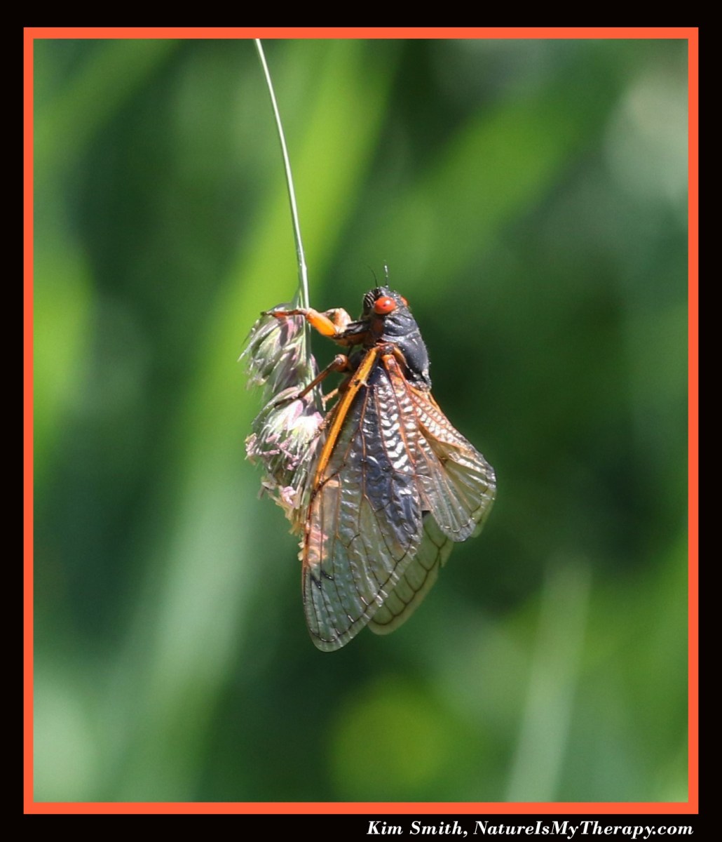 Cicada Mania – Nature is my Therapy