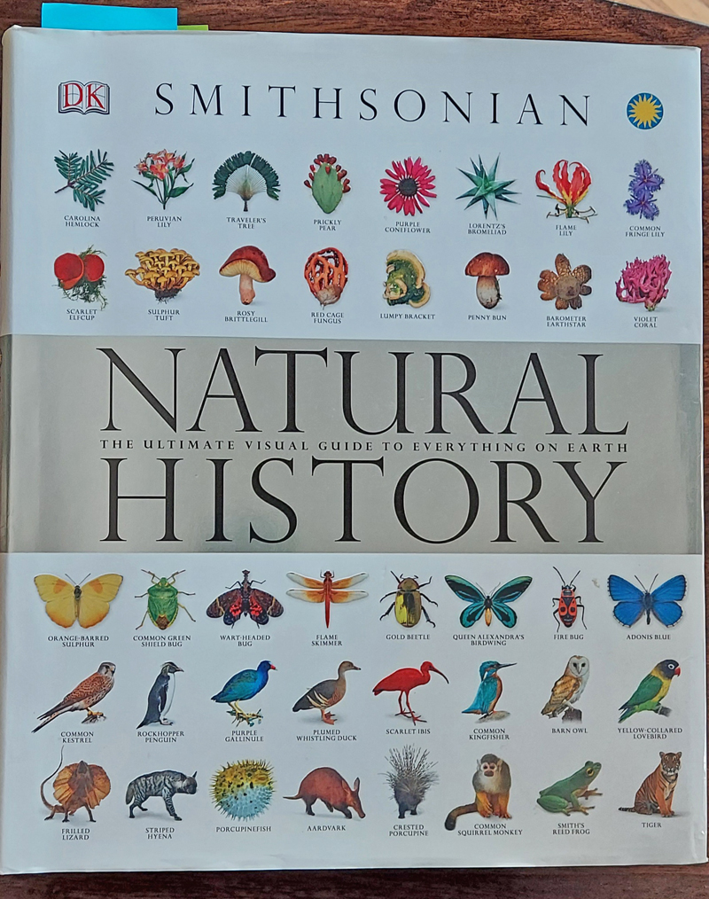 Beetle Juice: It’s Not What You Think – Nature is my Therapy