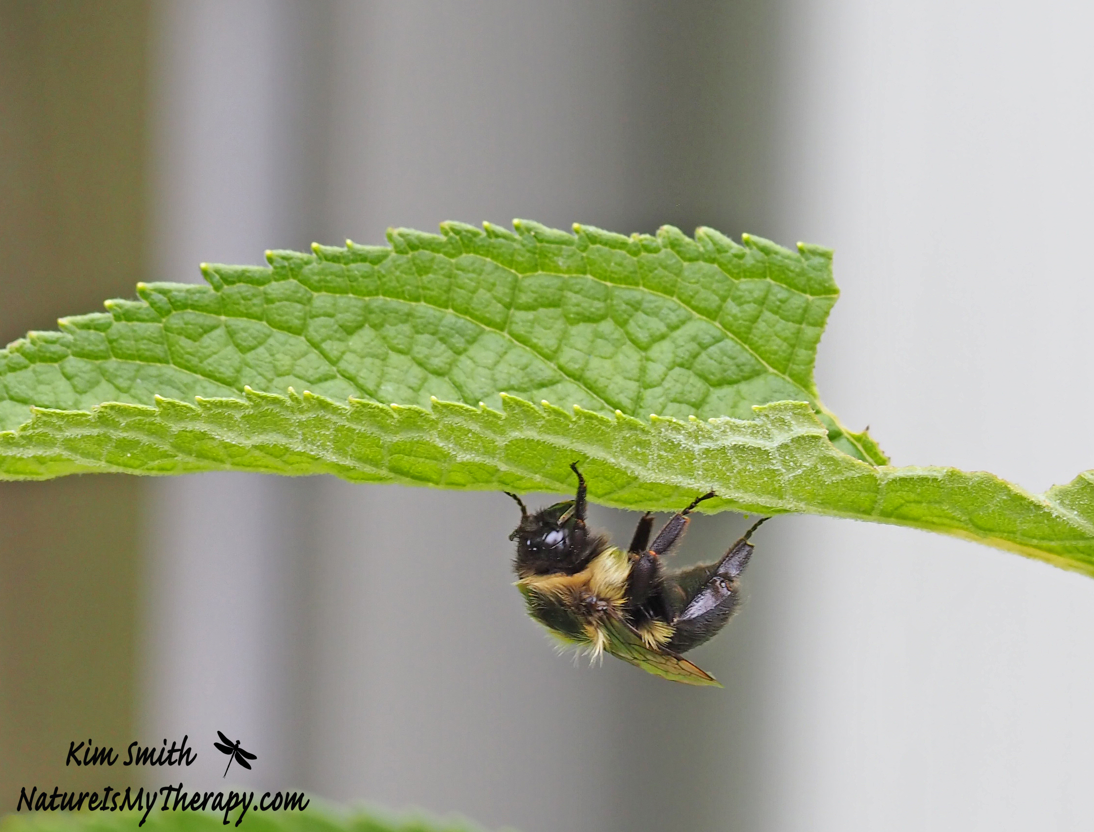 Sleeping and Eating, Insect Style – Nature is my Therapy