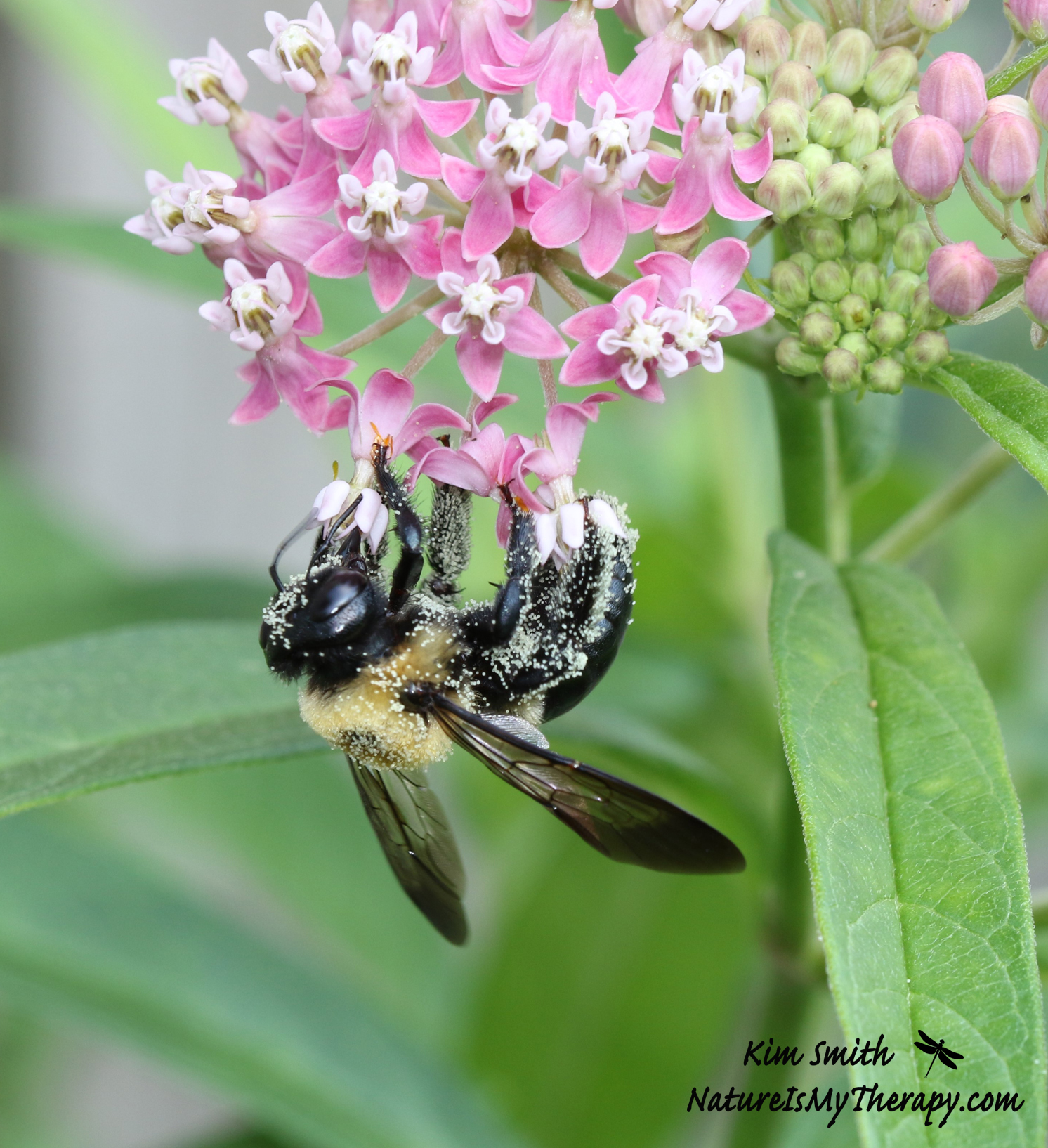 It’s Covered in Pollen, So Is It a Pollinator? – Nature is my Therapy