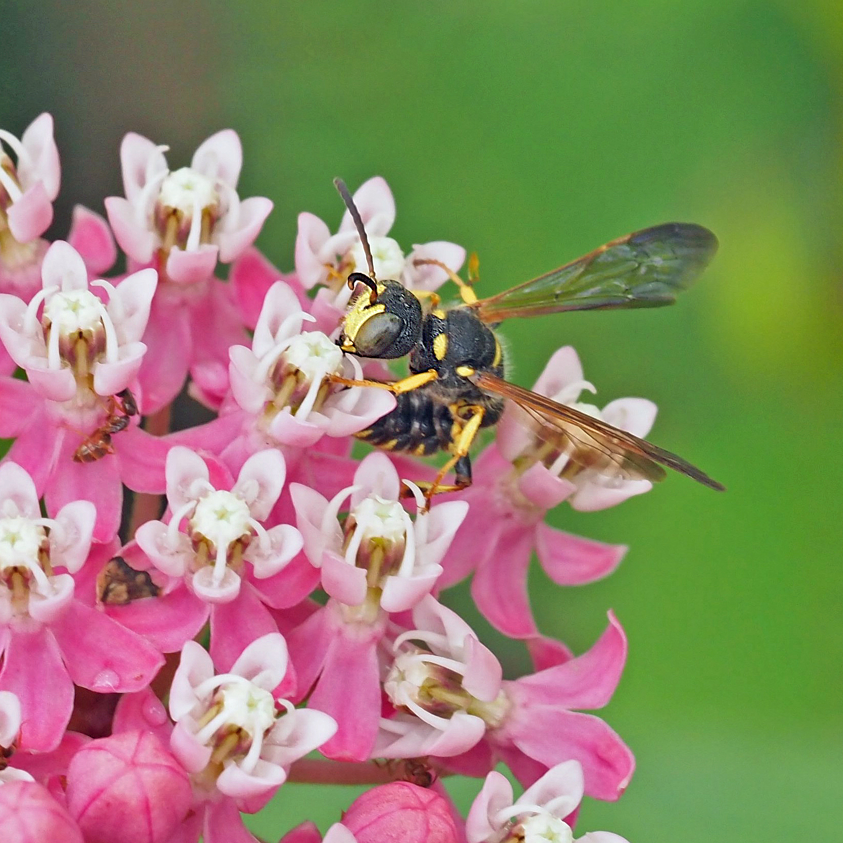 Swamp Milkweed: Not Just for Monarchs – Nature is my Therapy