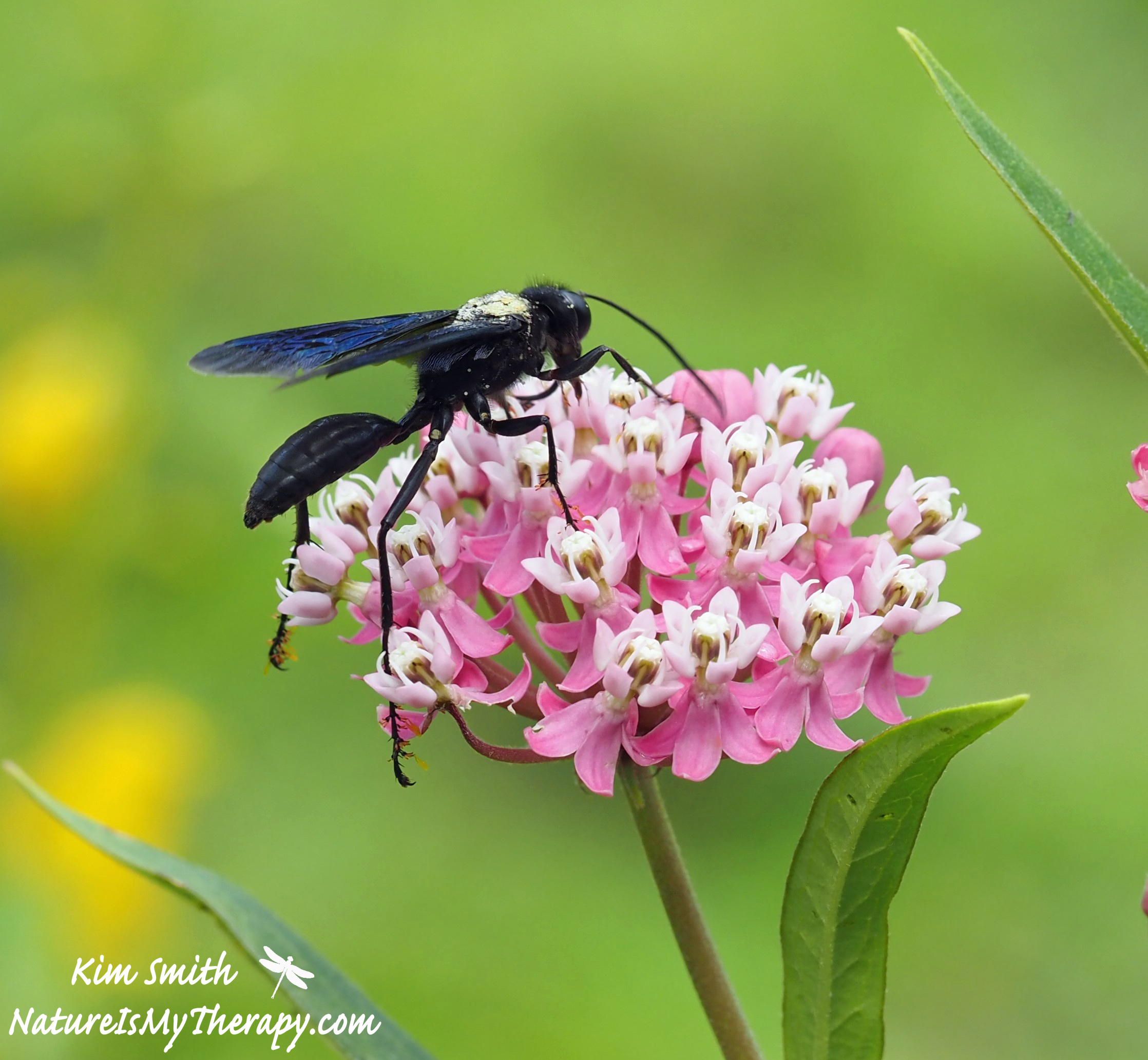 Swamp Milkweed: Not Just for Monarchs – Nature is my Therapy