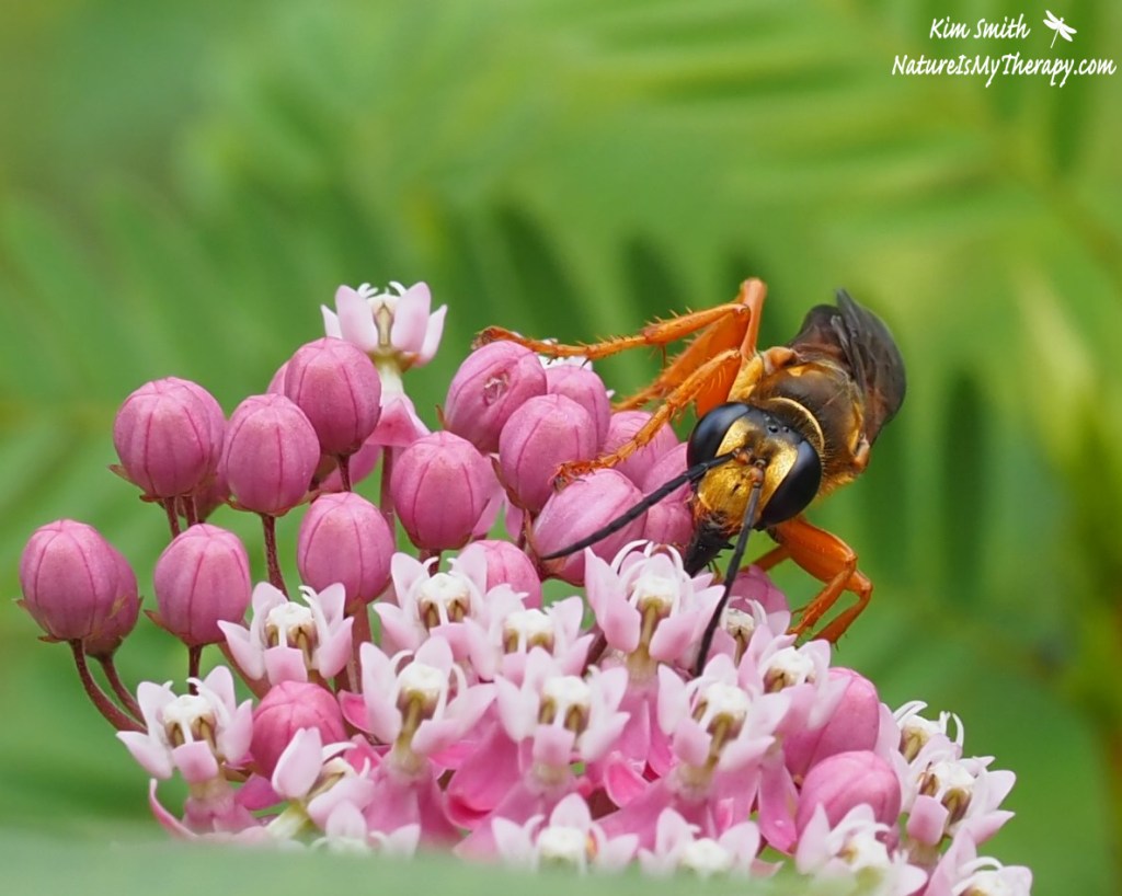 Swamp Milkweed: Not Just for Monarchs – Nature is my Therapy