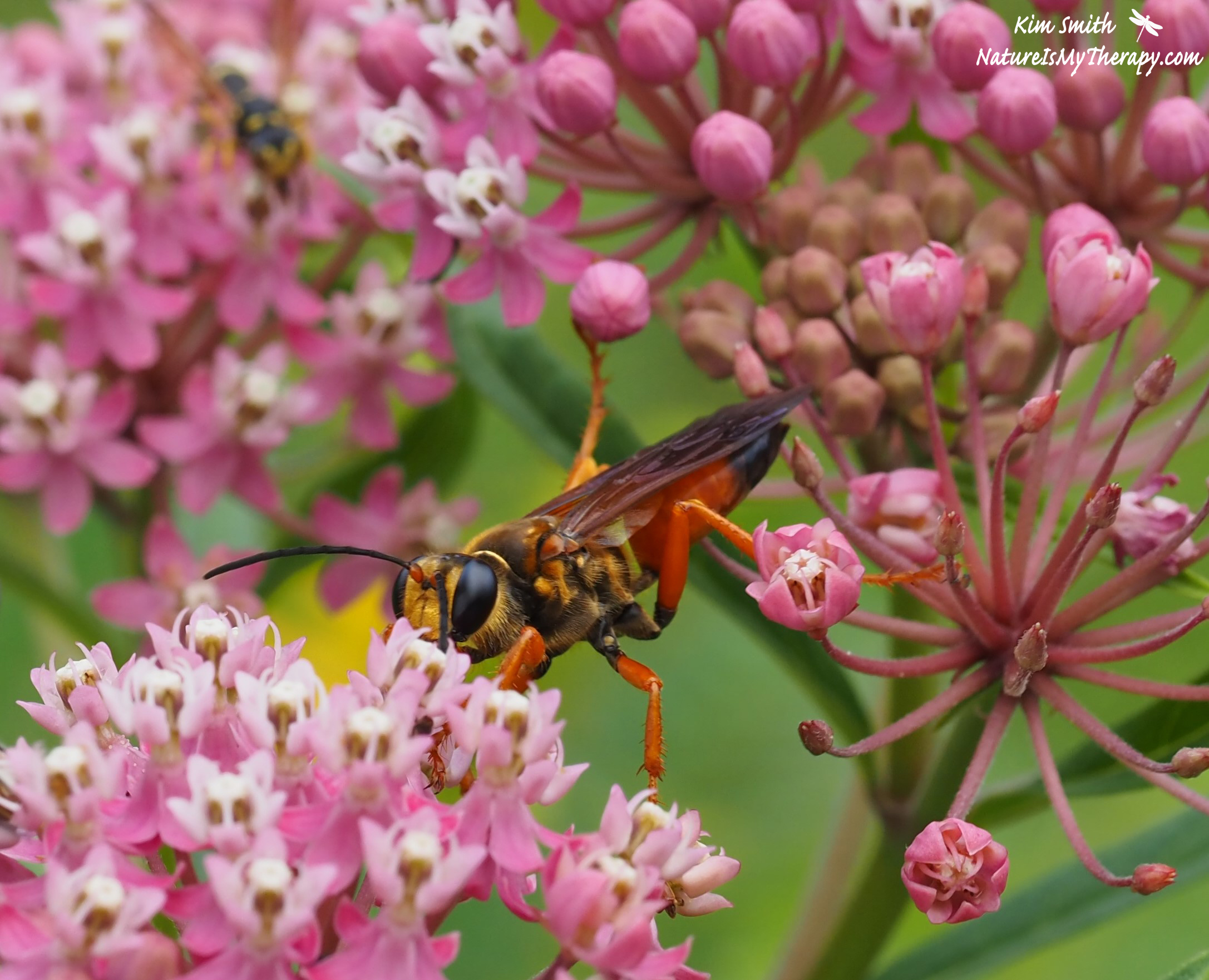 Swamp Milkweed: Not Just for Monarchs – Nature is my Therapy