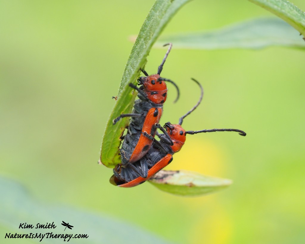 Swamp Milkweed: Not Just for Monarchs – Nature is my Therapy