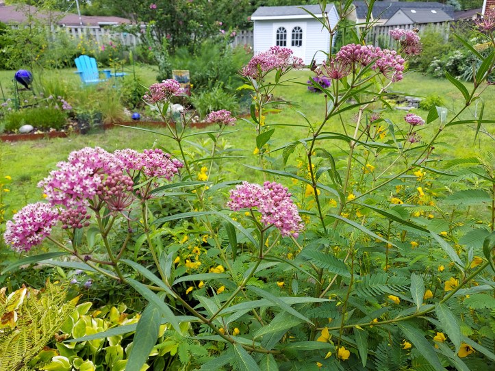 Swamp Milkweed: Not Just for Monarchs – Nature is my Therapy