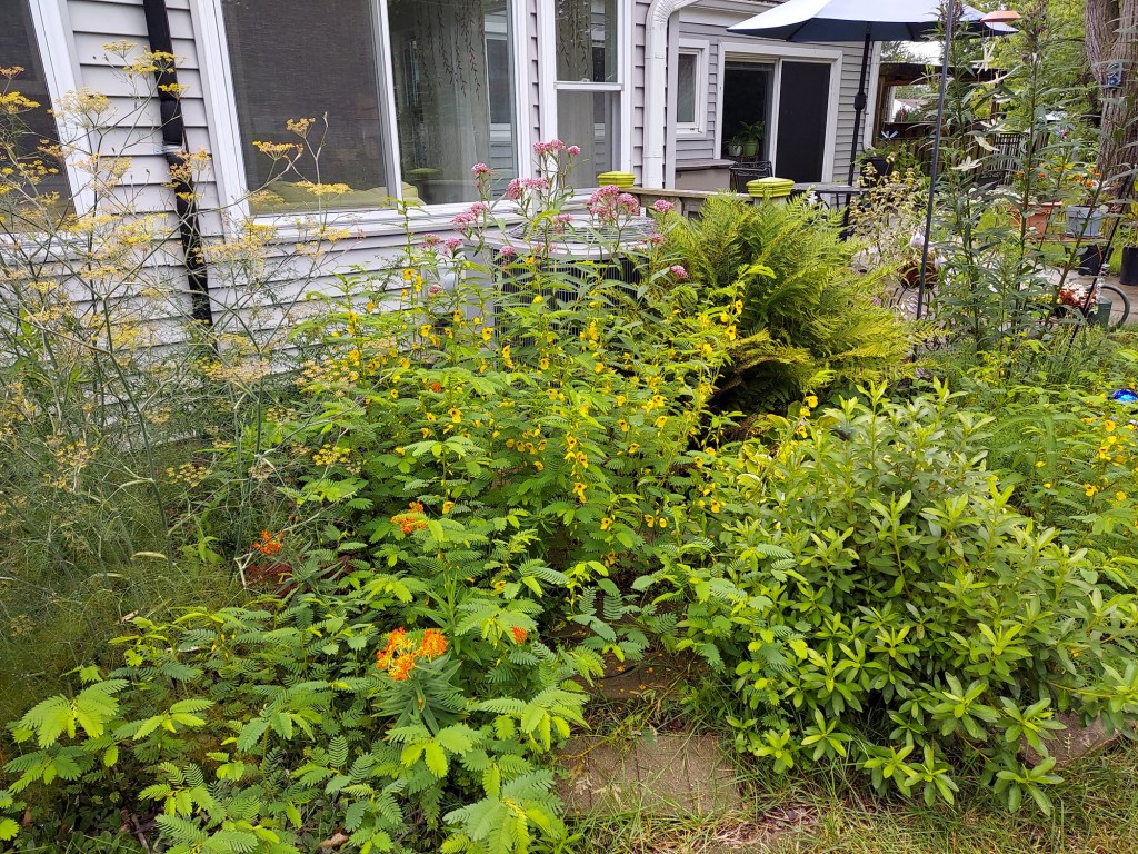 Swamp Milkweed: Not Just for Monarchs – Nature is my Therapy