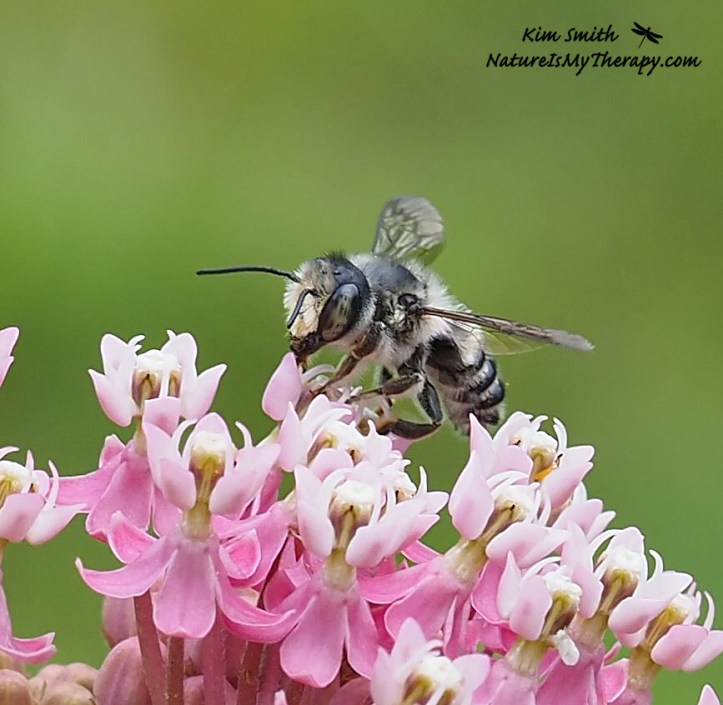 Swamp Milkweed: Not Just for Monarchs – Nature is my Therapy